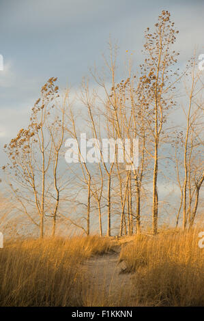The Magic Hedge area of the beach along Lake Michigan at Montrose ...