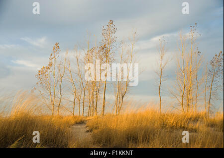 The Magic Hedge area of the beach along Lake Michigan at Montrose ...