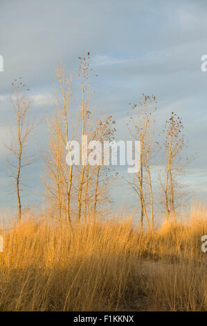 The Magic Hedge area of the beach along Lake Michigan at Montrose ...