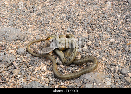 Lava Snake Catching a Lava Lizard - Galapagos Islands, Ecuador, South ...