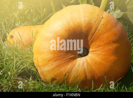 orange pumpkins on the green grass on the farm. A ripe orange pumpkin ...