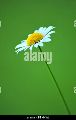 detail of daisy on green background Stock Photo - Alamy