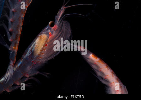 Antarctic Krill (Euphausia superba) feeding on algae-covered ice, a ...