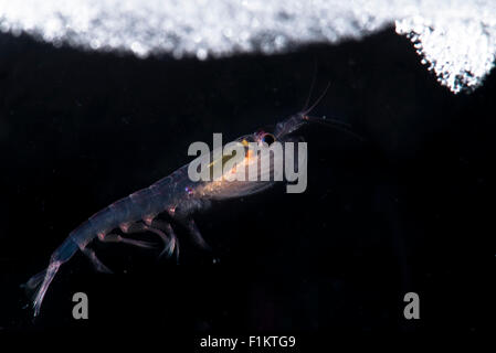Antarctic krill (Euphausia superba), Southern Ocean, Antarctica Stock ...
