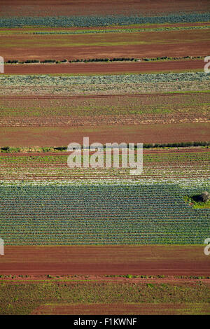 Farmland, Bombay Hills, South Auckland, North Island, New Zealand ...
