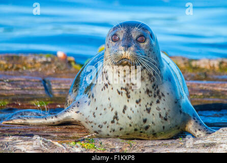 Female Habor Seal Puget Sound, State of Washington. USA Stock Photo - Alamy