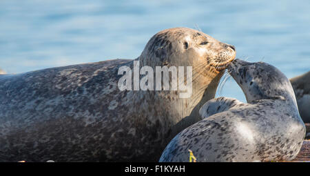 Harbor seals, Puget Sound, Washington State, USA Stock Photo - Alamy