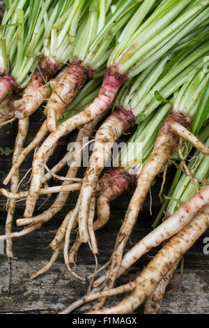 Evening Primrose, Evening-Primrose, Sun drop, Root, roots, taproot ...