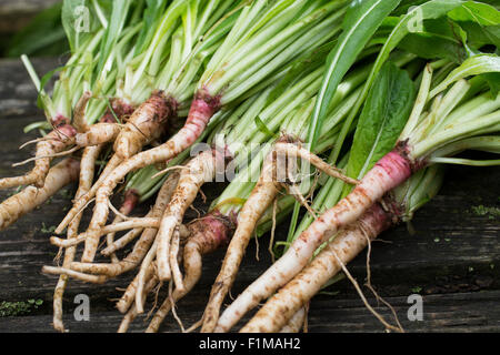 Evening Primrose, Evening-Primrose, Sun drop, Root, roots, taproot ...