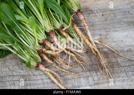 Evening Primrose, Evening-Primrose, Sun drop, Root, roots, taproot ...