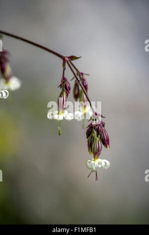 Nottingham Catchfly, Silene nutans Stock Photo - Alamy