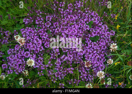 Wild Thyme (Thymus polytrichus ssp. britannicus) on limestone at Berry ...