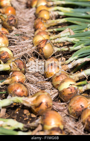 Urban gardening: Fresh cultivated vegetables grown up in the own garden ...