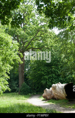 Pathway through a forest clearing Stock Photo - Alamy
