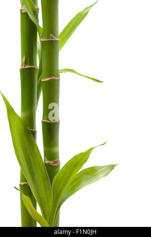 bamboo shoot isolated on white background Stock Photo - Alamy