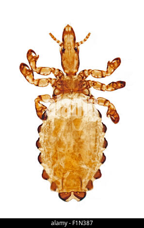 The pig louse Haematopinus suis, photomicrograph blue background Stock ...