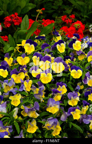 Pansy 'Jolly Joker' , Viola × wittrockiana 'Jolly Joker' Stock Photo ...