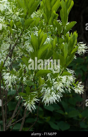 Fringe Tree, Chionanthus virginicus Stock Photo - Alamy