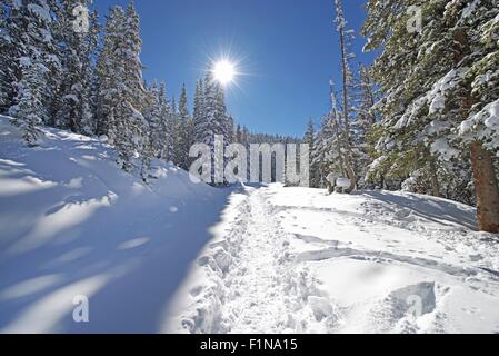 A trail in the forest on a cold winter's day, Calgary, Alberta Stock ...