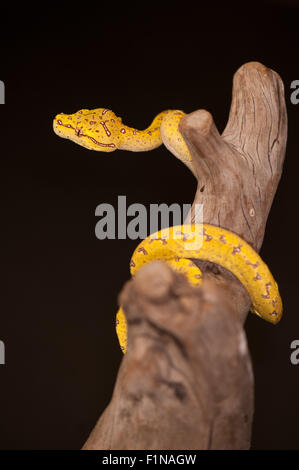 Juvenile Green tree python in black background Stock Photo - Alamy