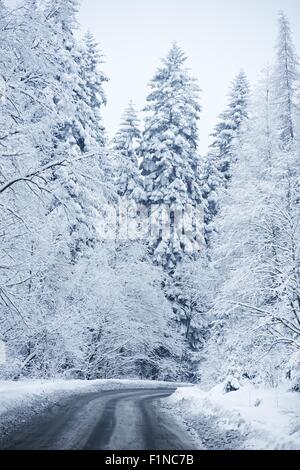 Snowy forest. Pine trees covered with snow. Winter nature. Christmas ...