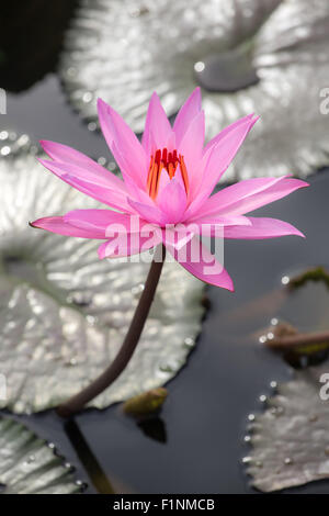 Macro close up of lotus flower stamens with purple filaments and golden ...