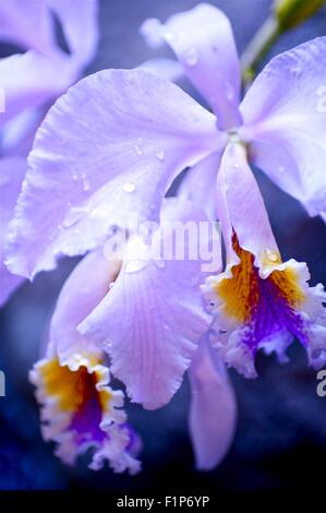 The tropical nature Stock Photo - Alamy