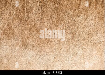 Closeup real lion skin texture. Lion fur background texture image ...