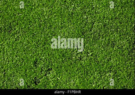 Field of fresh green grass texture as a background, top close up view ...