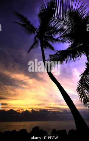 Tropical ocean view with palm trees coast of Saona Island, Dominican ...