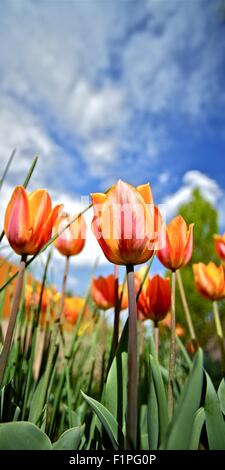 closeup, flower, flowers, plant, tulips, wallpaper, blooming, pink ...