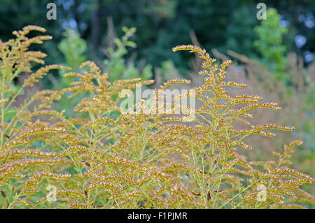 Beautiful yellow goldenrod flowers blooming. Beautiful flowers of ...
