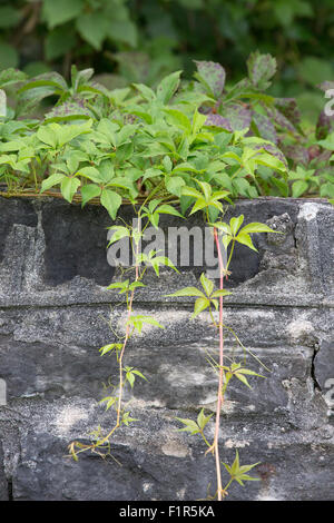 Rock wall and vines on a garden wall Stock Photo - Alamy