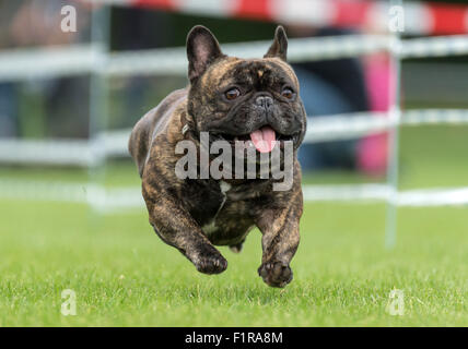 Wernau, Germany. 06th Sep, 2015. A bulldog runs on the 50 meter track ...