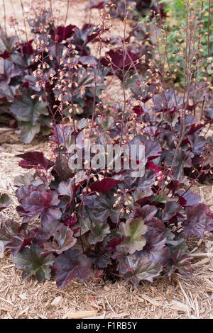 Coral Bells Heuchera Obsidian Stock Photo - Alamy