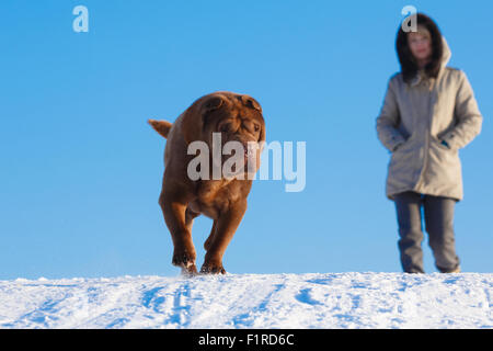 Shar Pei in the winter Stock Photo - Alamy