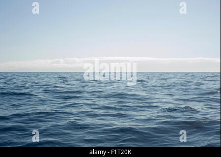 Tourists on dolphin sight seeing boat tours chase dolphins in the water ...