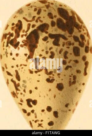 . Eggs of British birds, with an account of their breeding-habits ...