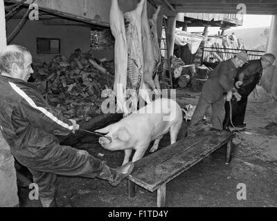 The slaughter of the pig done the traditional way. Asturias. Spain ...