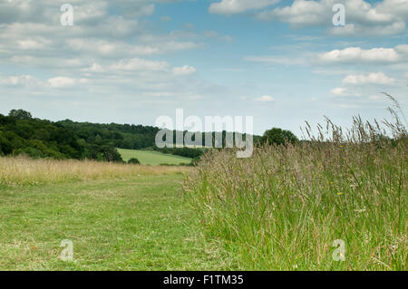 Grassy pathway through a country meadow Stock Photo - Alamy