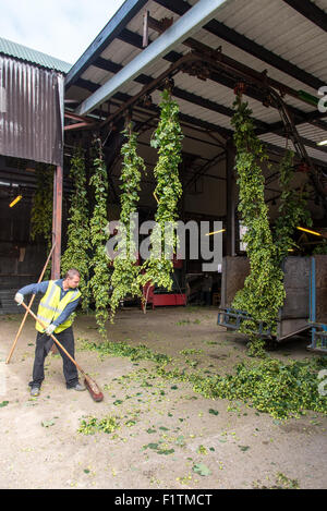 Boughton, Near Faversham, Kent, UK. 7th September 2015. Hop Harvest ...