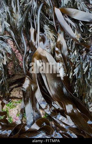 Oarweed (Laminaria digitata) close-up of holdfasts and stipes exposed ...