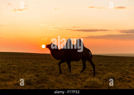 'Sun-kissing' camel at sunset Stock Photo - Alamy