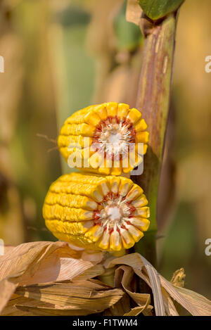 Corn kernels in cross section, showing embryos and endosperm Stock ...