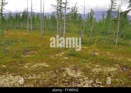 Mountain taiga Taimyr. The Taimyr Peninsula, Putorana plateau, Siberia ...