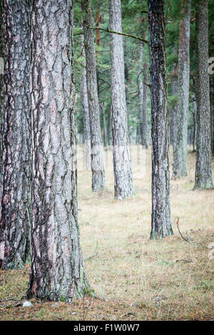 Pine-trees on Fårö island near Gotland, Sweden Stock Photo - Alamy