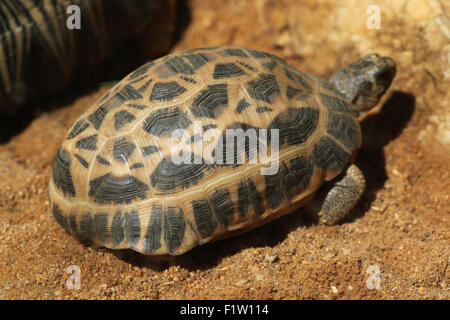 Common spider tortoise (Pyxis arachnoides arachnoides) shell texture ...