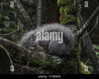 Western Gray Squirrel (Sciurus griseus) baby Stock Photo - Alamy