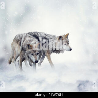 Two wolves walking in the snow Stock Photo - Alamy