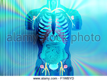 Abdomen medical xray, lungs, heart, rig cage, pelvic bone, spinal Stock ...
